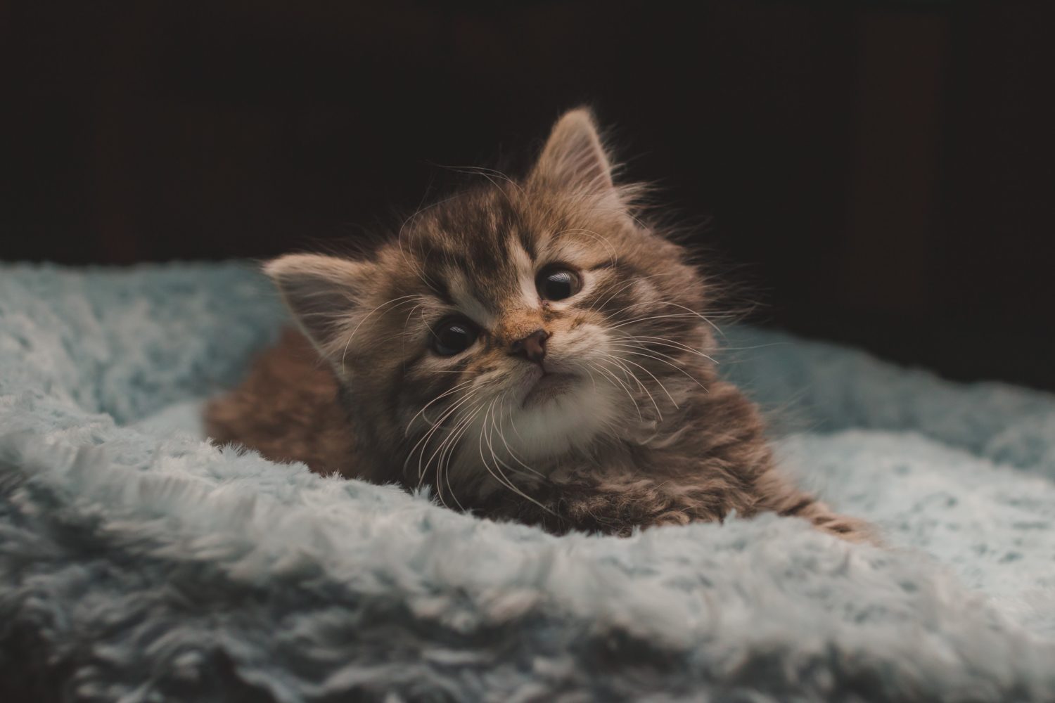 Why Does Cat Poop Smell So Bad? - Irvine Weekly